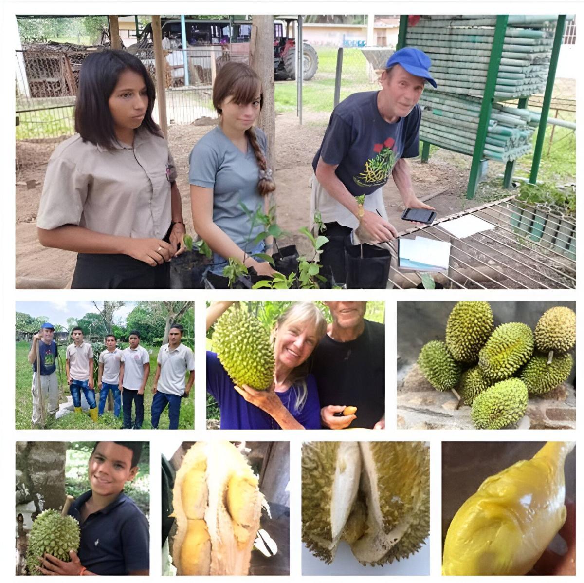 Durian - Turimiquire Foundation